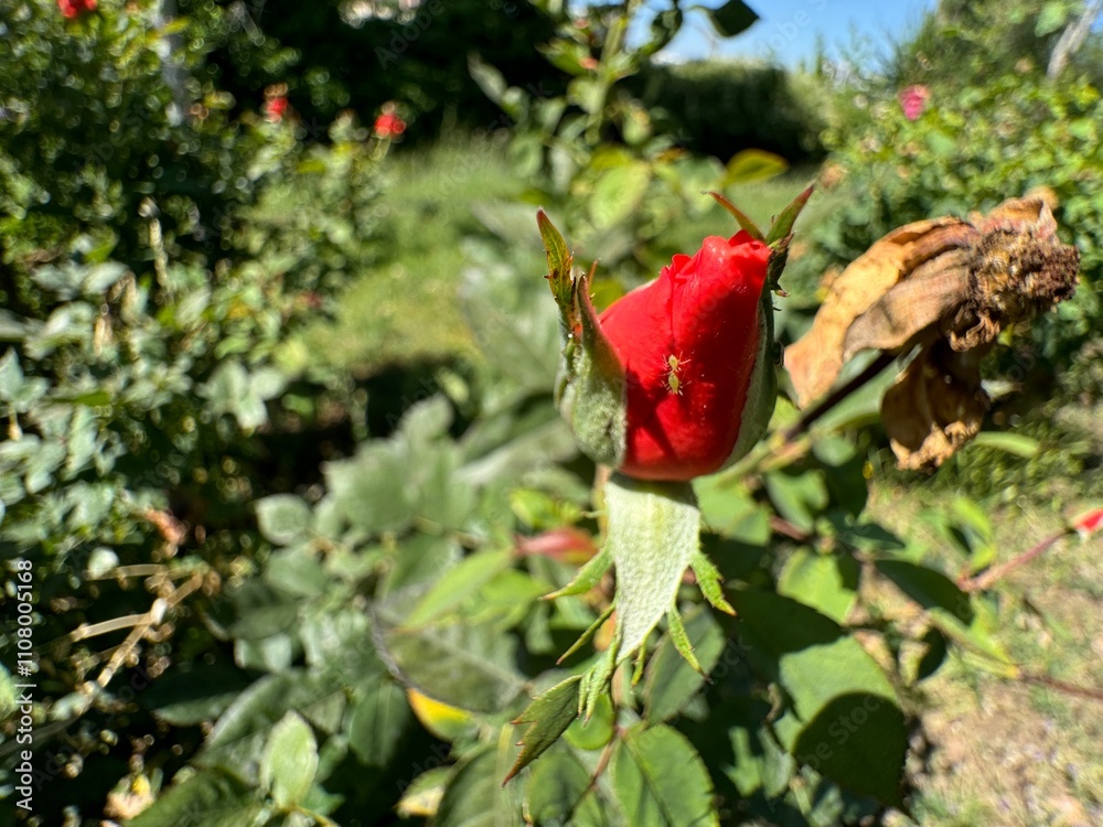 Aphids on a red rose bud. Insects on a rose bud. Aphids on flowers in nature. Come closer ...