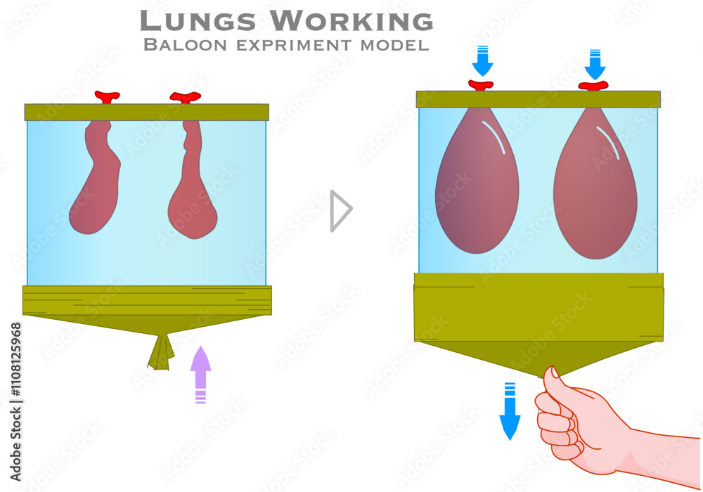 Lungs working model. Balloon, bottle experiment. First deflated, then ...