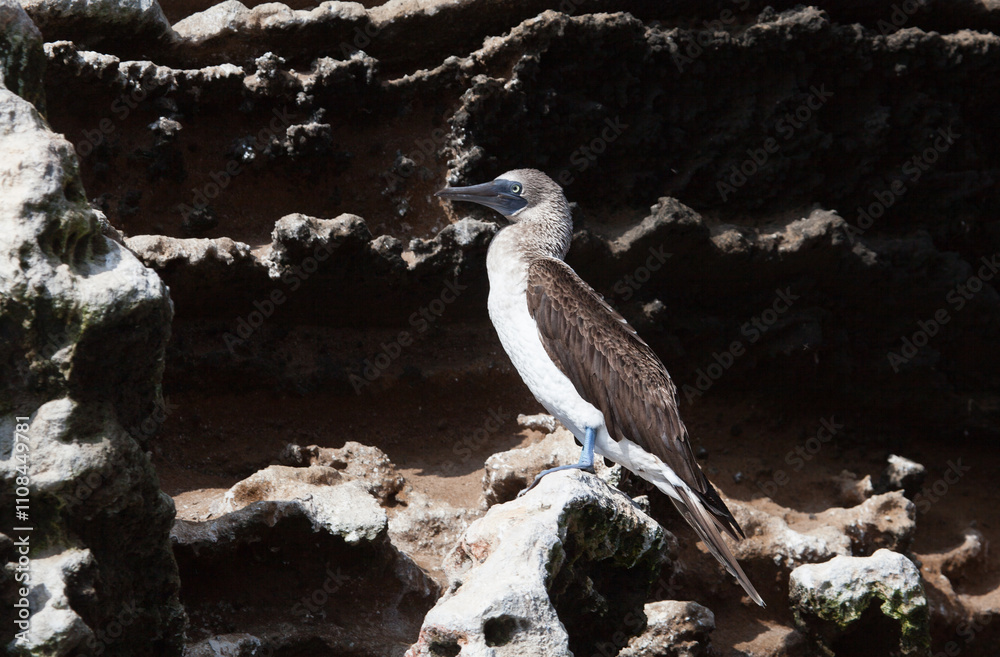 Photo & Art Print Isolated blue-footed booby from Galapagos Islands ...