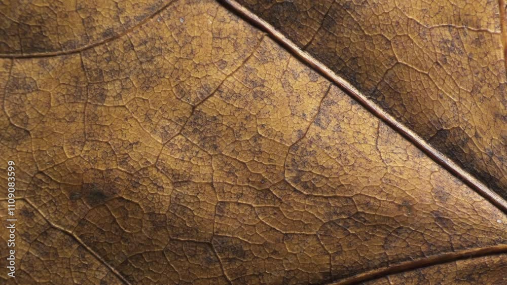 Leaf of Common aspen tree. Complex texture with veins and cells. Macro ...