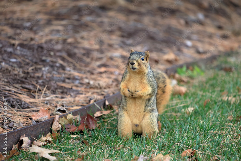 The fox squirrel (Sciurus niger), also known as the eastern fox ...