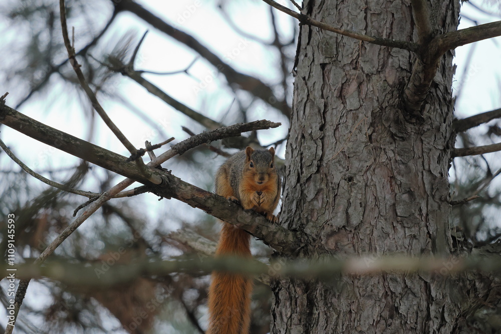 The fox squirrel (Sciurus niger), also known as the eastern fox ...