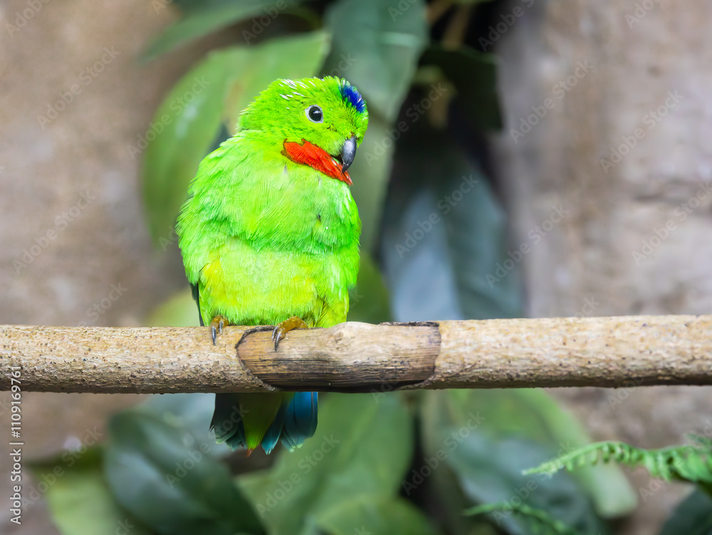 Blue Crowned Hanging Parrot of Singapore in a tropical bird house at ...