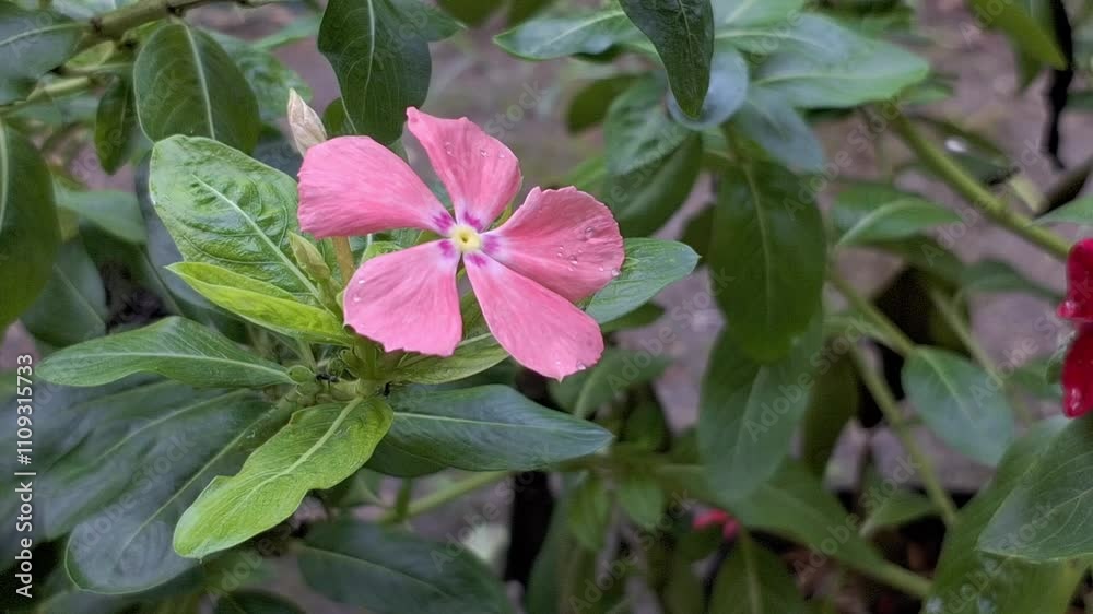 The pink petaled flowers bloom beautifully and beautifully, surrounded ...
