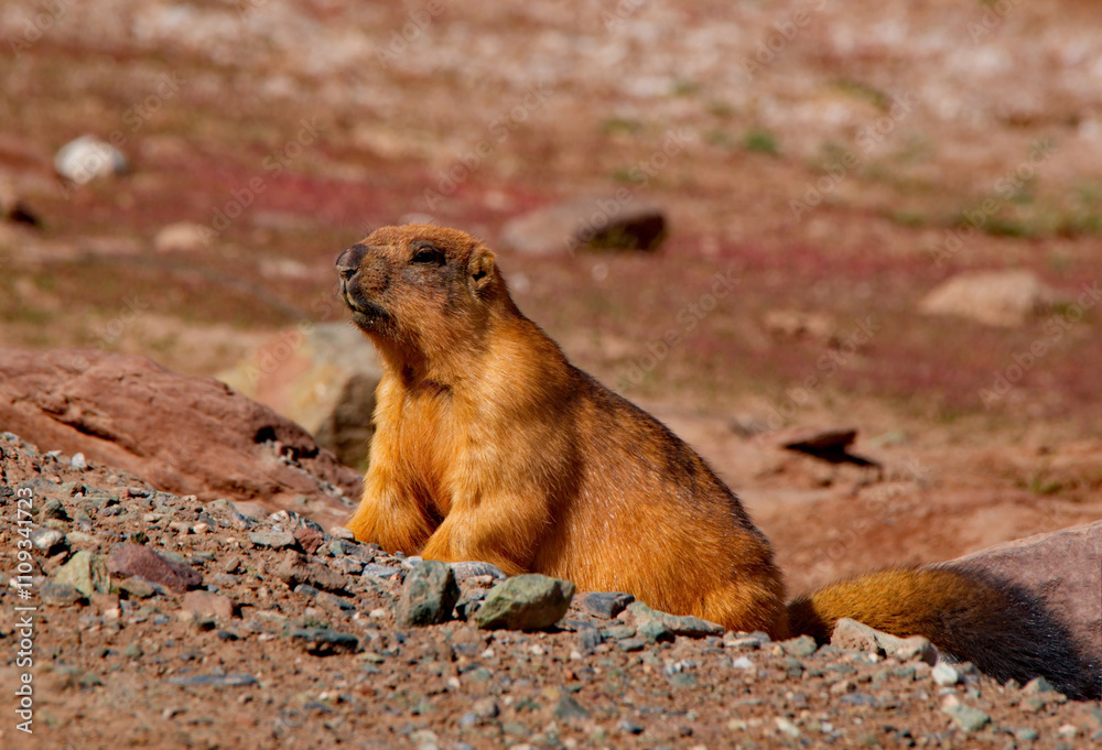 Tadjikistan. Long-tailed or red marmot, a relative of tarbagan ...