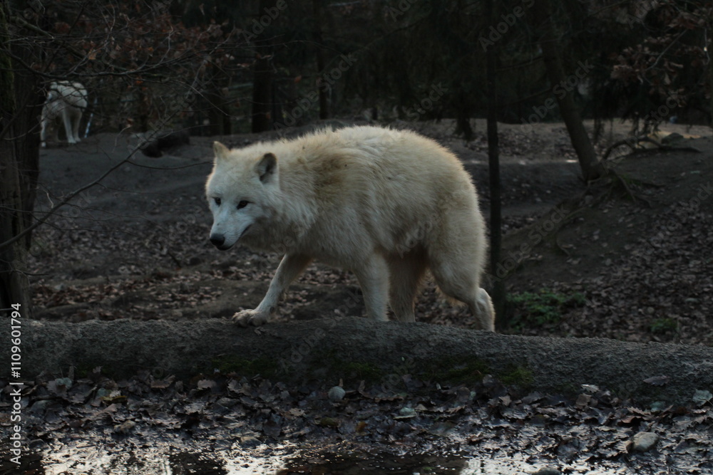 An arctic wolf -canis lupus arctos- standing amongst fallen trees in a ...