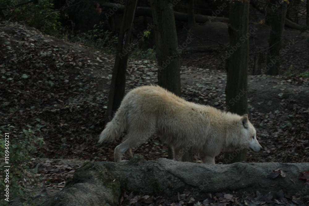 Foto de An arctic wolf -canis lupus arctos- standing amongst fallen ...