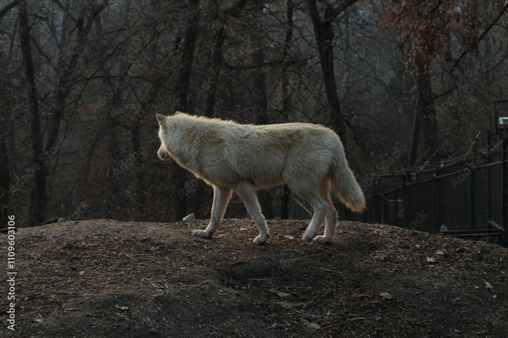 An arctic wolf -canis lupus arctos- standing amongst fallen trees in a ...