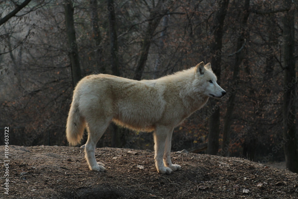 An arctic wolf -canis lupus arctos- standing amongst fallen trees in a ...