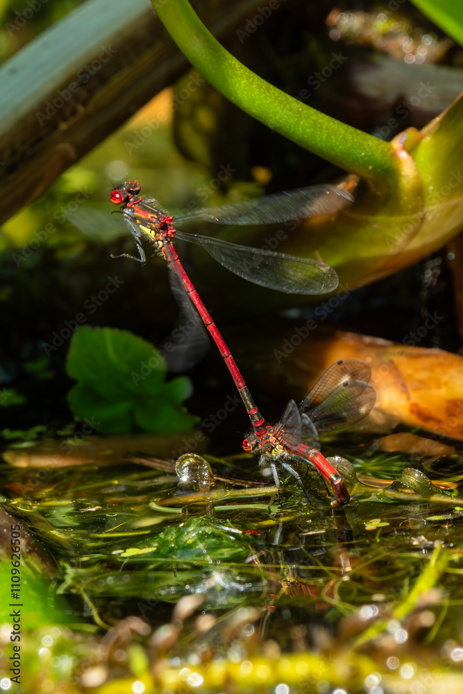 Large red damselflies mating and laying eggs underwater which is part of the damselfly sex ...
