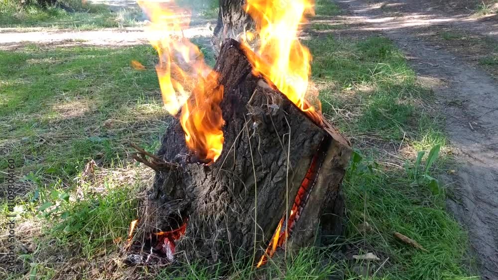 burning stump. the remnant of a tree trunk from which tongues of hot ...