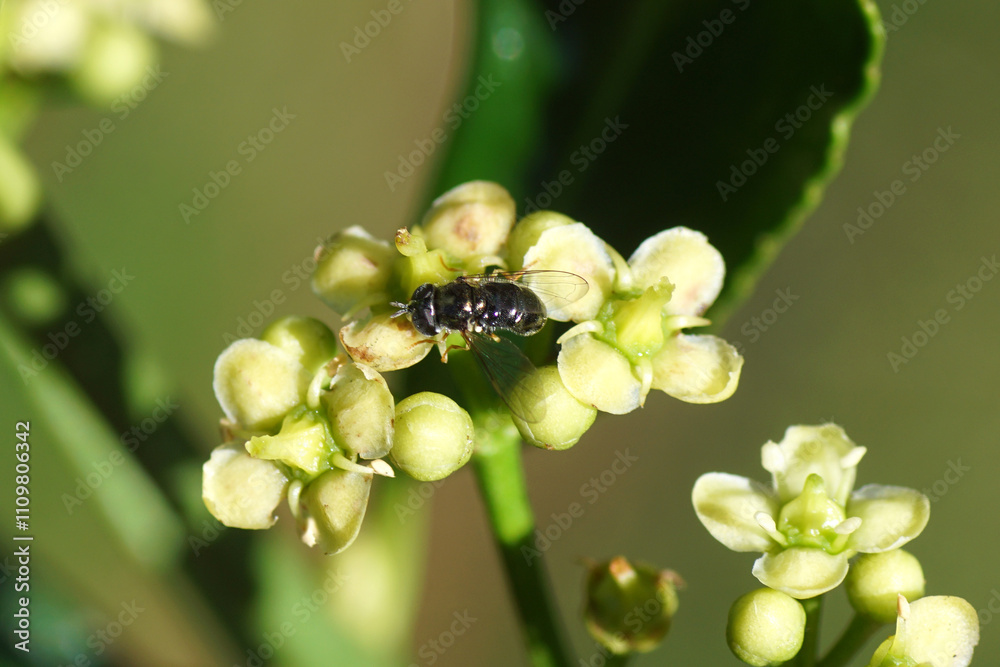 Small, black hoverfly, Common Grass Skimmer, Paragus haemorrhous ...