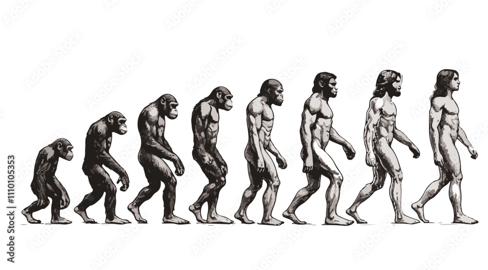 Poster evolution of man from ape through various stages to modern human ...
