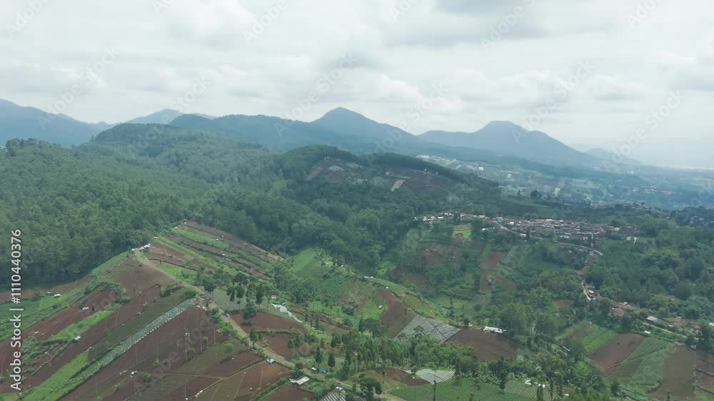 Aerial view of border between plantation field agricultural area and ...