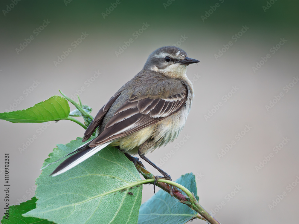 Female of Western yellow wagtail perching on a branch. The smallest ...
