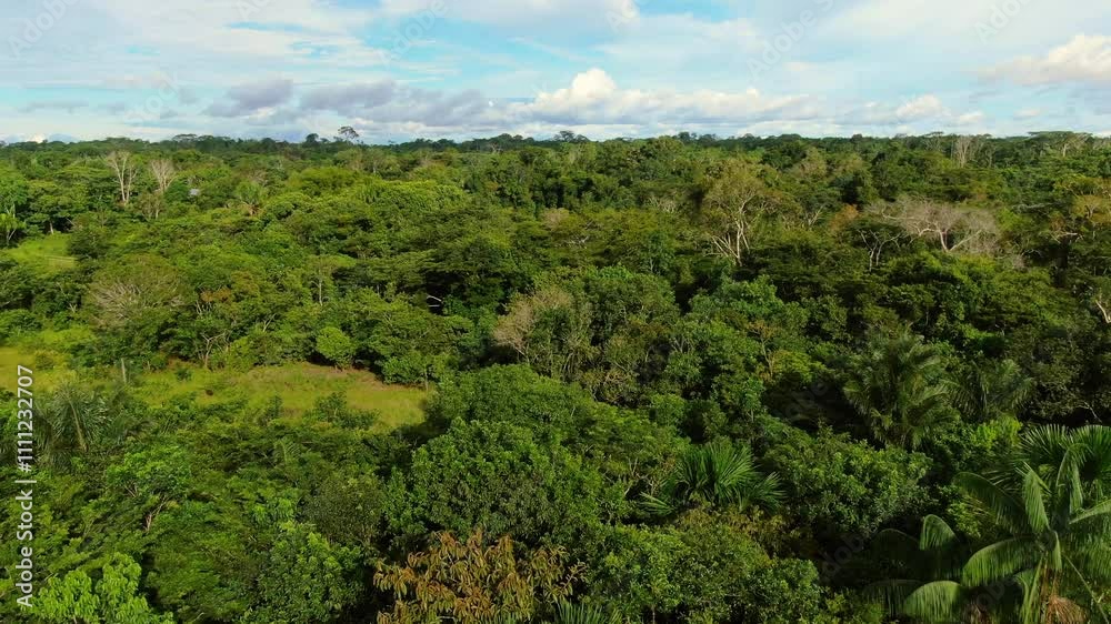 Aerial view of Amazonian river and evergreen rain forest at sunset ...