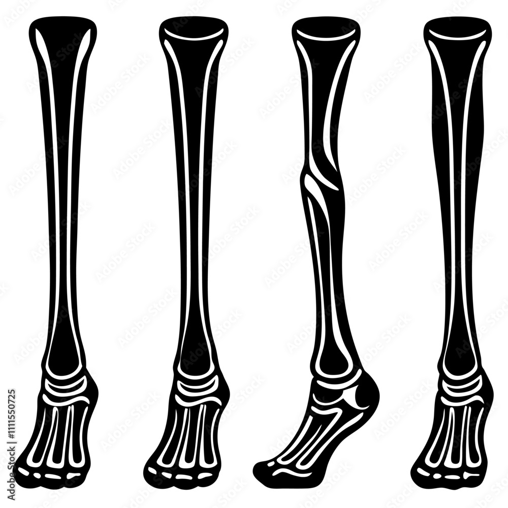 Set of leg tibia fibula silhouette,line art vector illustration on ...