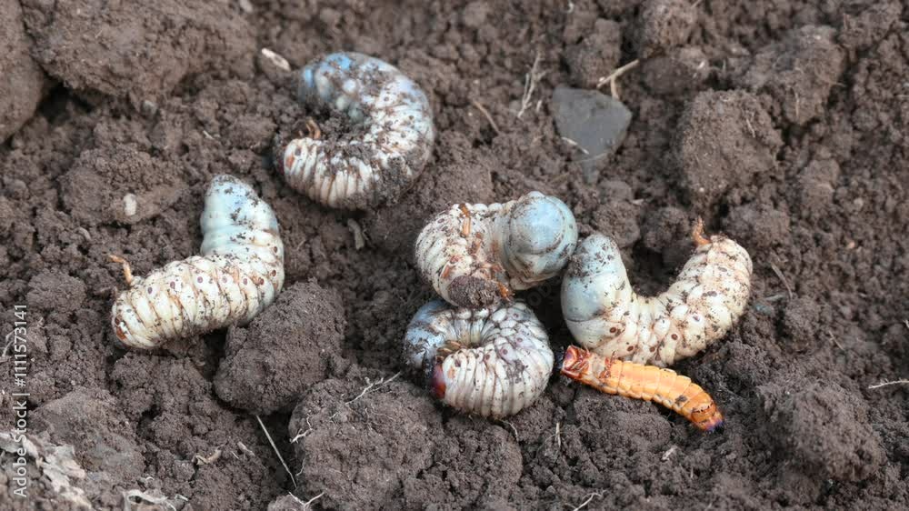 Asiatic rhinoceros larva beetle (coconut beetle) digging soil Stock ...