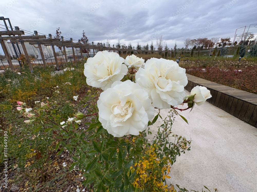 Rosa 'climbing iceberg' rose in the garden. Stunning white rose called ...