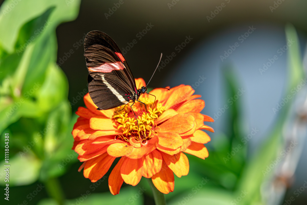Heliconius erato cruentus, or the red postman, is one of about 40 ...