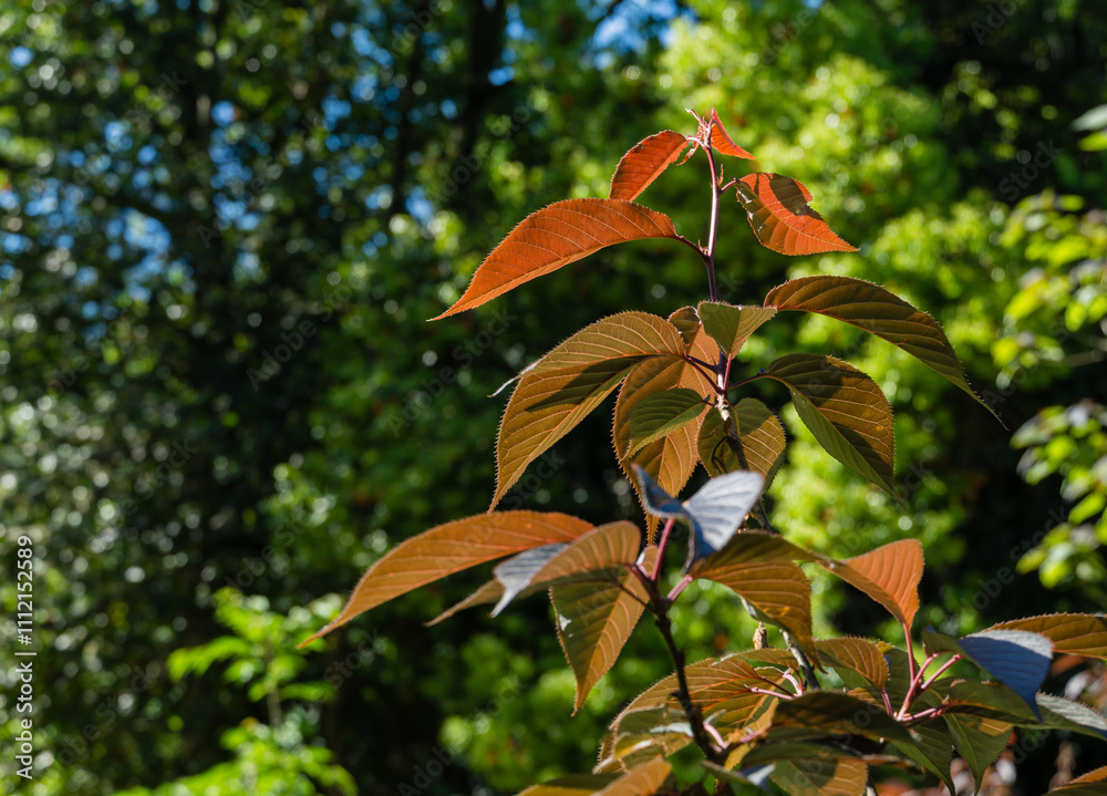 oung red and purple leaves of Prunus Cerasifera Pissardii Tree against ...