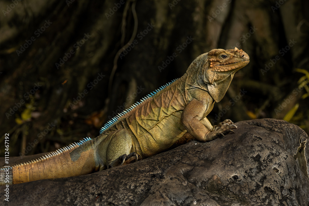 Rhinoceros Iguana (Cyclura cornuta) is a species of iguana that is ...