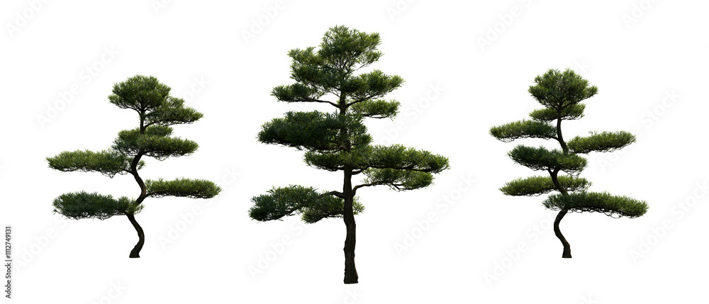 Photo & Art Print Set trees - podocarpus macrophyllus - Front view ...