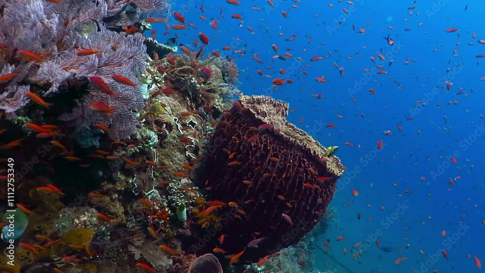 Underwater footage of healthy coral reef with big sponge and lots of ...