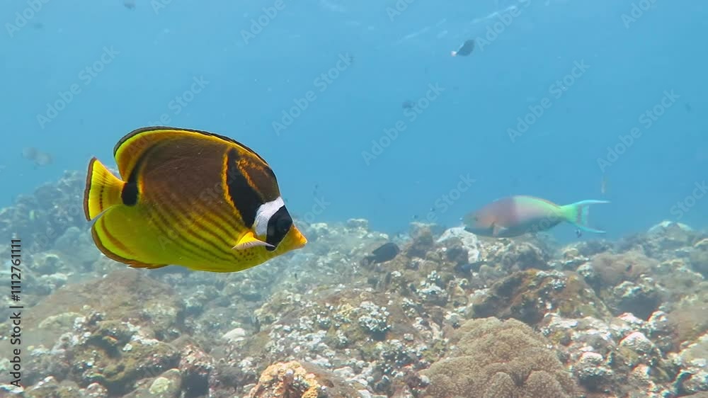 Couple of yellow black raccoon butterflyfish swimming in the shallow ...