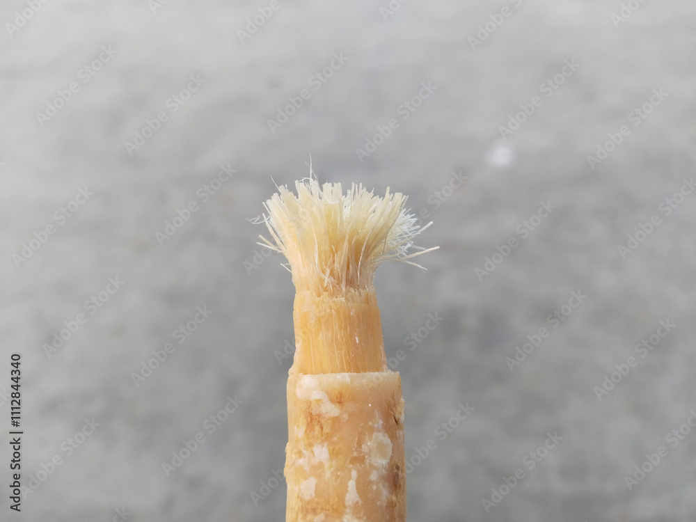 The miswak, miswaak, siwak, sewak, Arabic is a teeth cleaning twig made ...