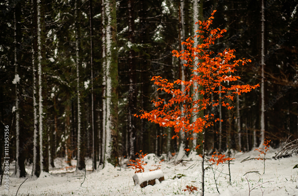A vibrant orange tree standing out in a snowy forest, surrounded by ...