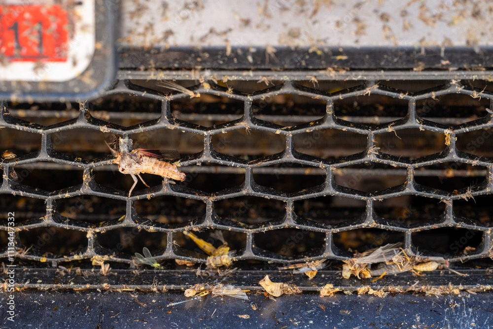 Squished and smeared dead bugs on the front grill of a vehicle. Stock ...