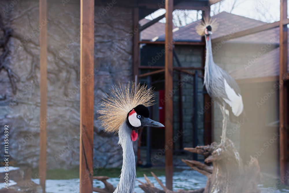 Crowned crane lat. Balearica pavonina close-up. Beautiful southern bird ...