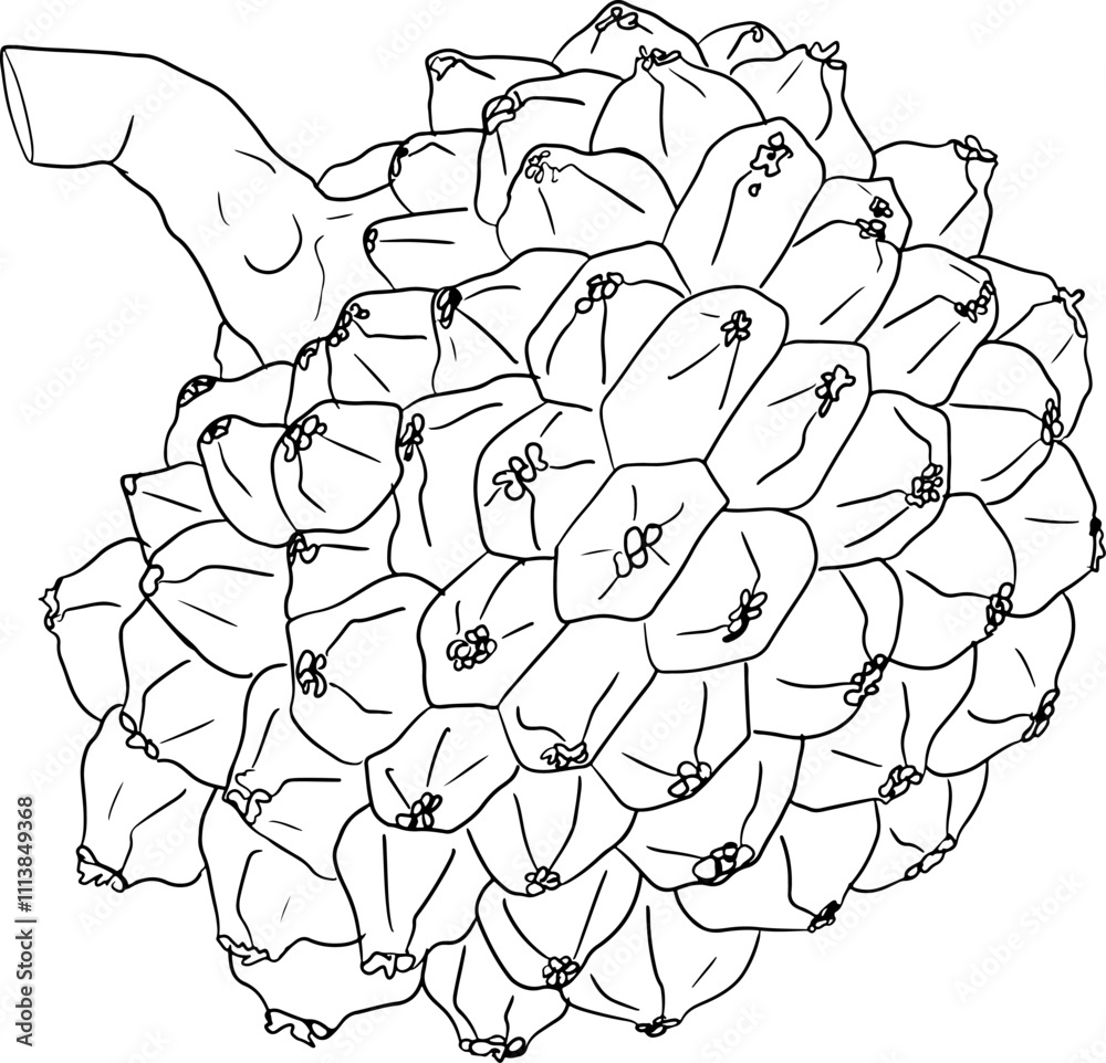 Line Pandan fruit, Sargassum. Hand drawn black and white tropical plant ...