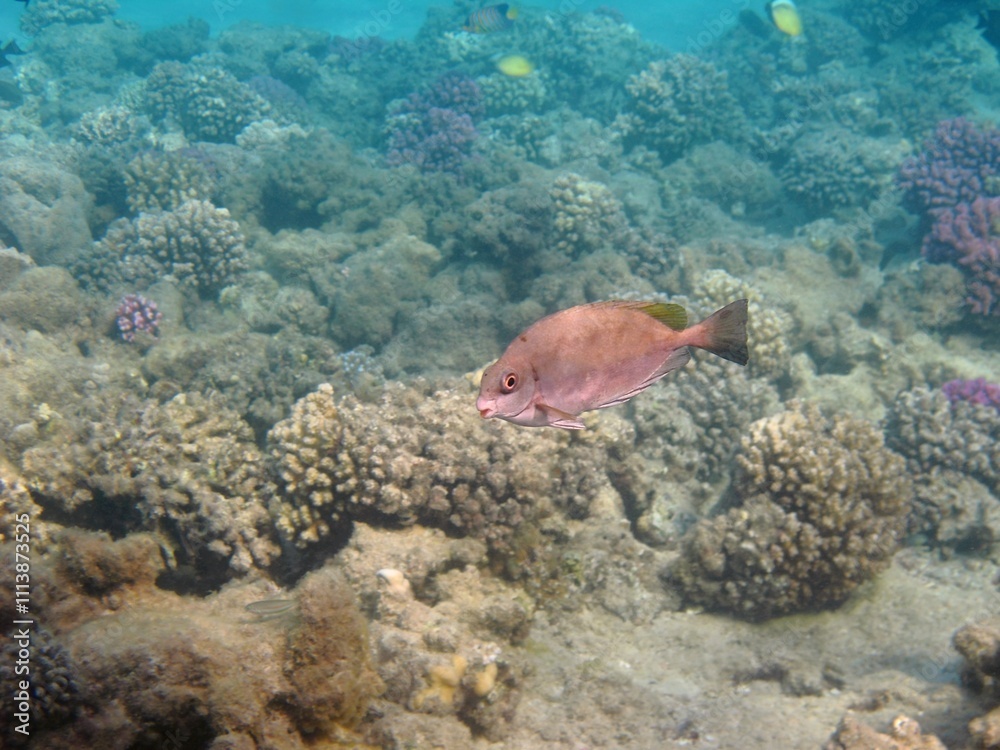 Shallow sea, corals and swimming tropical fish (Forktail Rabbitfish ...