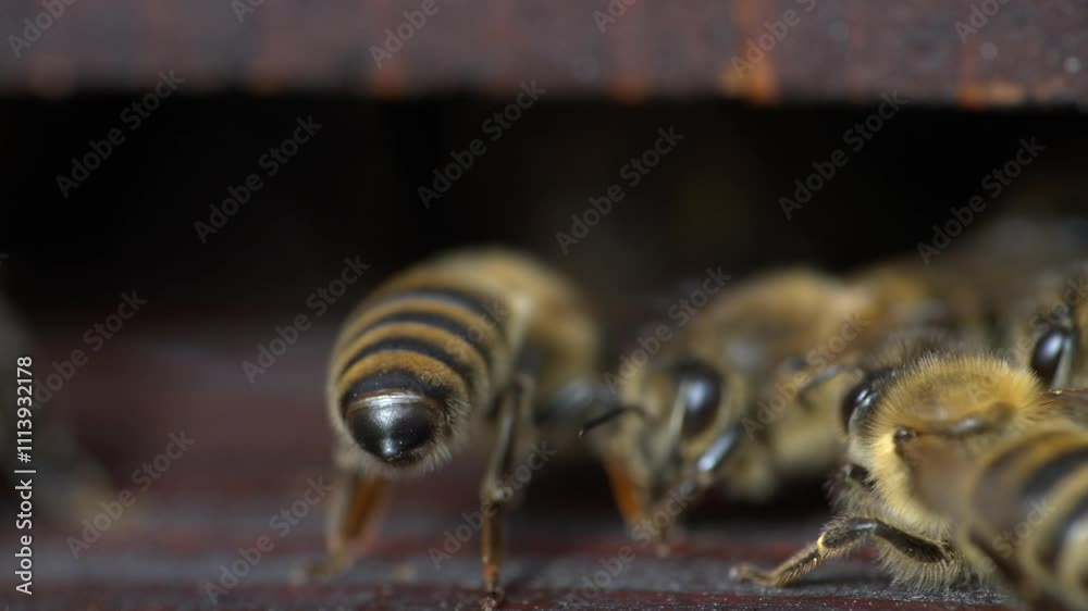 4K macro slow-motion video captures bees entering and exiting their ...