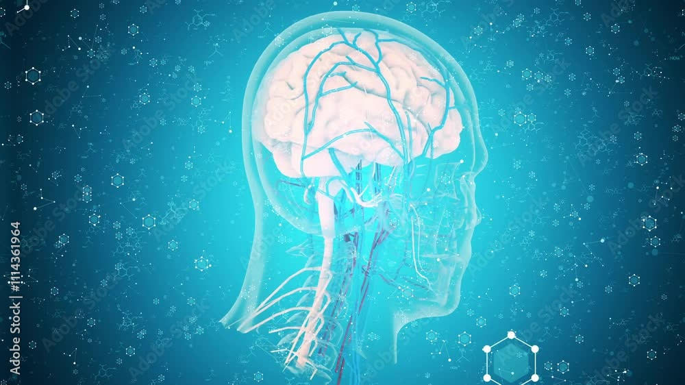 A detailed medical illustration of the human brain, showcasing its ...