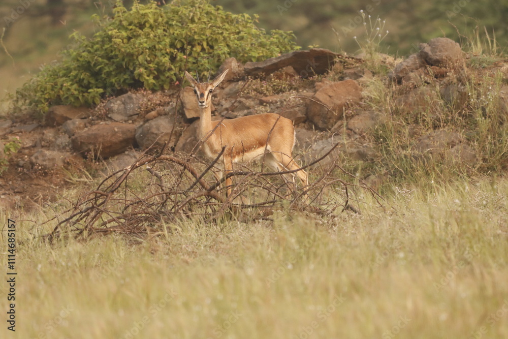 This image captures a Chinkara, also known as the Indian Gazelle, in ...