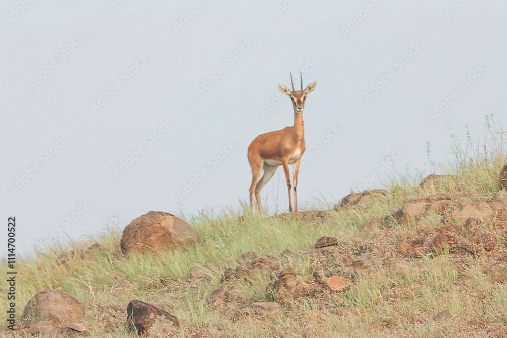 This image captures a Chinkara, also known as the Indian Gazelle, in ...