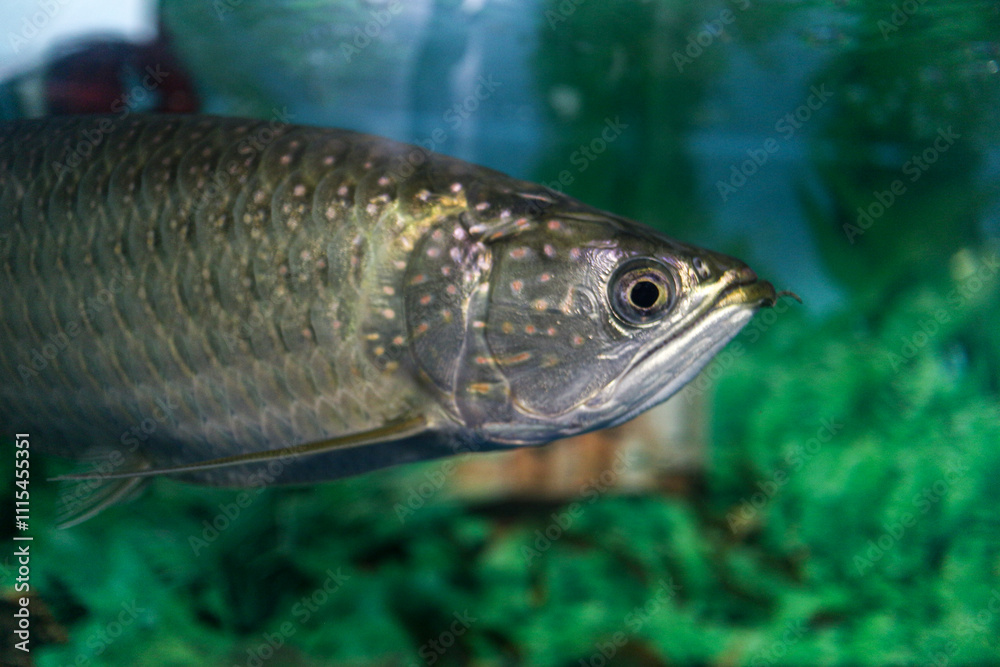 Close-up of an Asian arowana fish swimming in an aquarium. Its scales ...