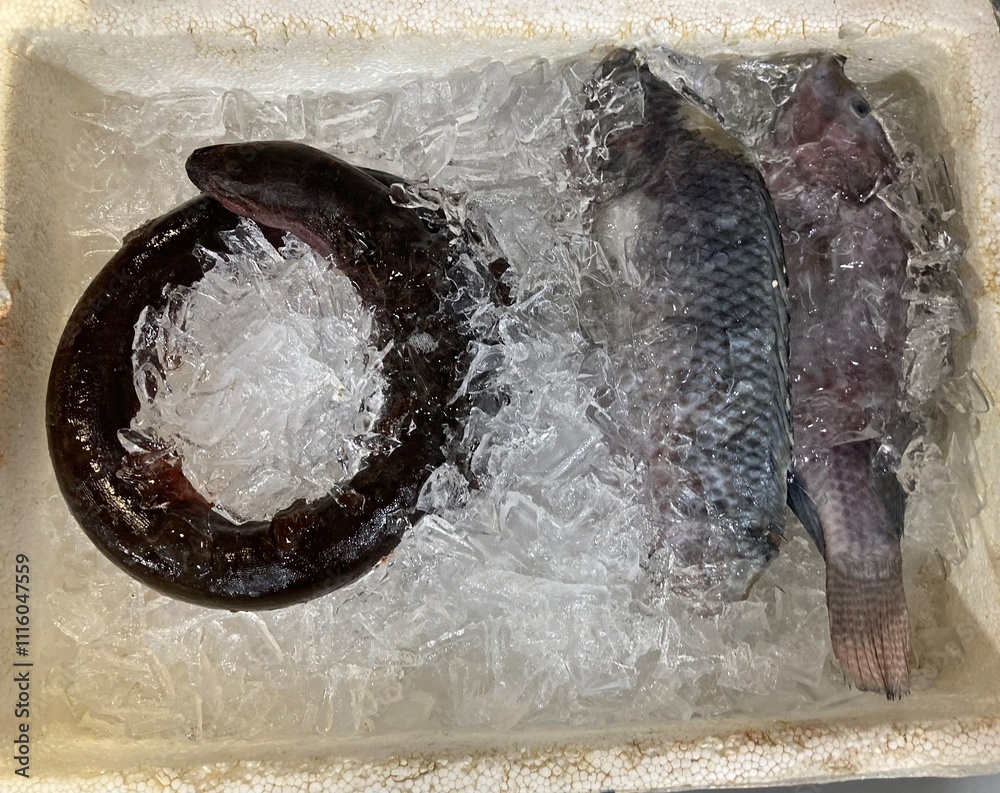 Photo & Art Print fresh fish and eel on ice, Juli