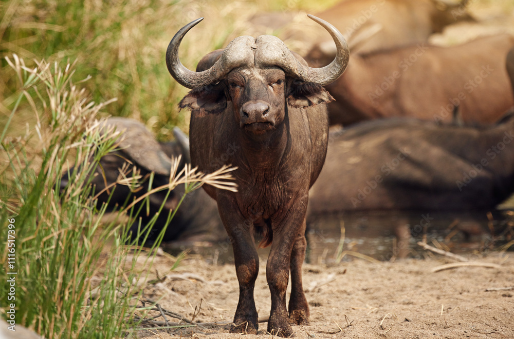 Safari, buffalo and portrait of animals outdoor at bush in nature ...