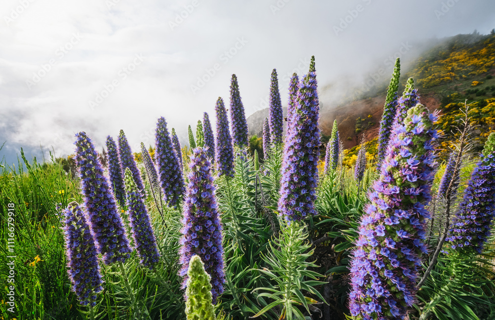 Madeira landscape with Pride of Madeira flowers and blooming Cytisus ...
