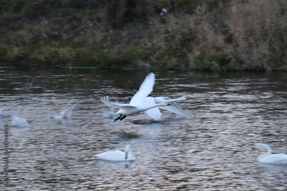 Historical filming in its heyday, which was the last swan migration to ...