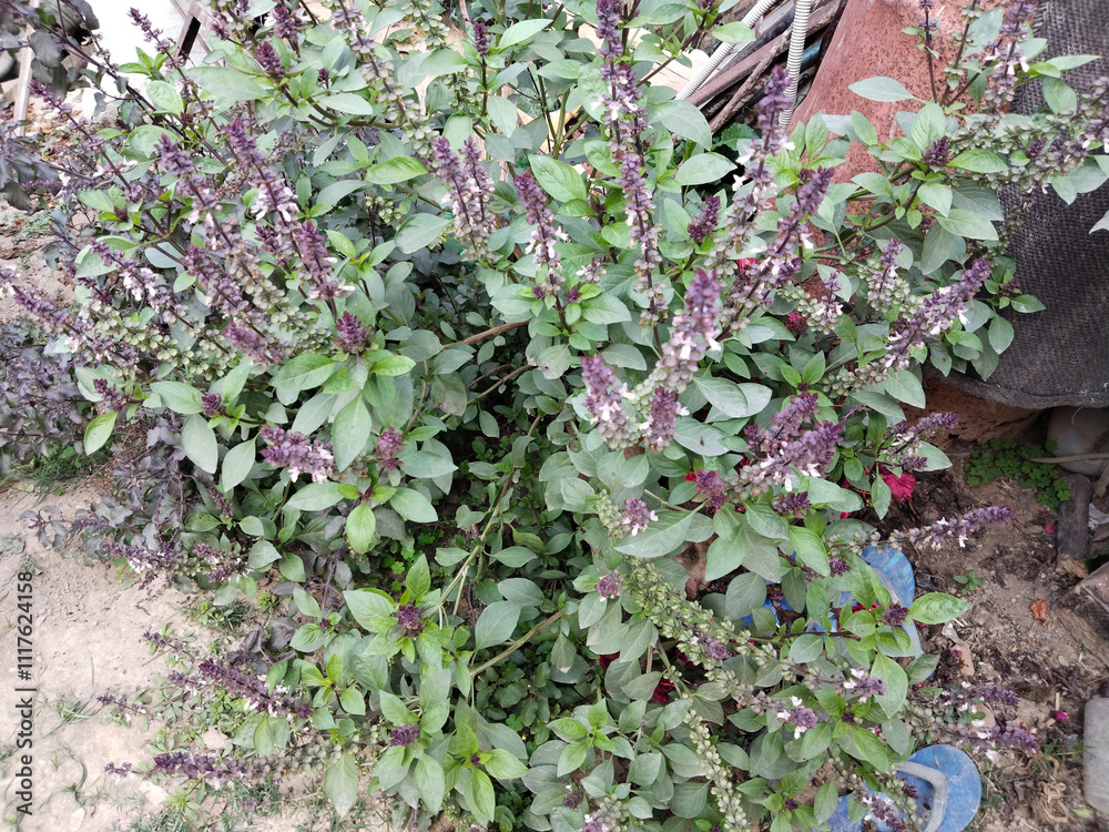 dry Holy Basil (Ocimum sanctum). Indian basil, spice and medicinal ...