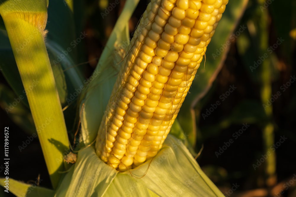 Golden ears of corn stand tall under the warm sunlight, representing ...