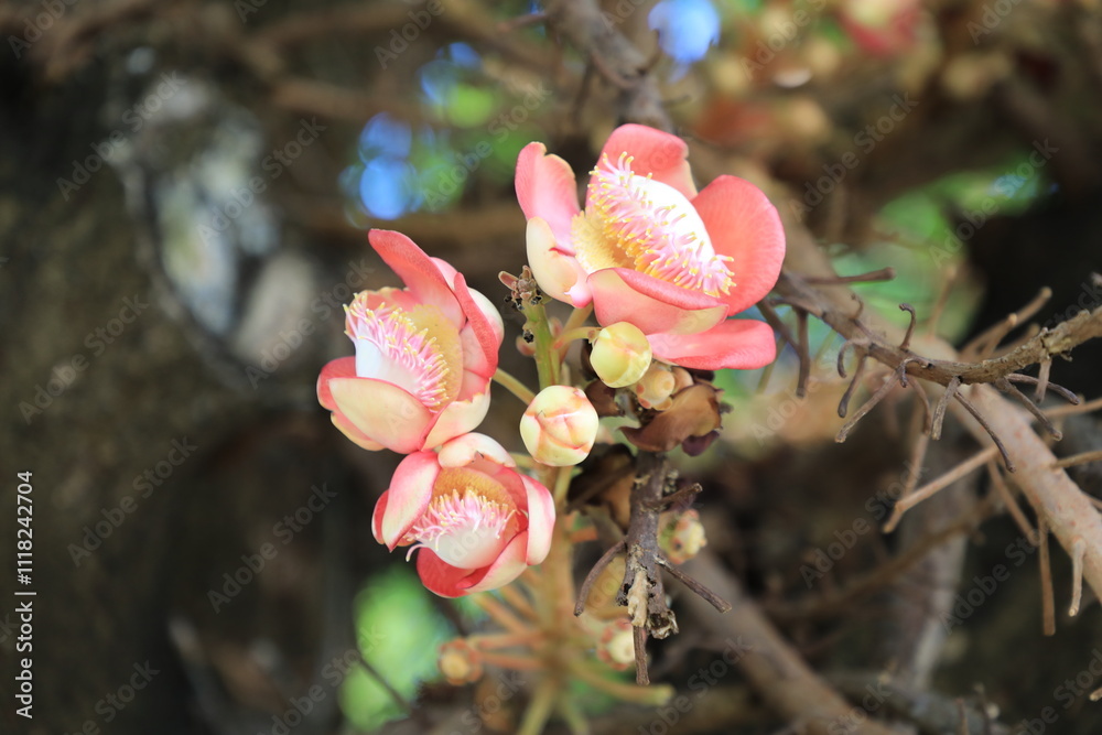 Close-up of a beautiful Shorea Robusta Roxb., commonly known as the Sal ...