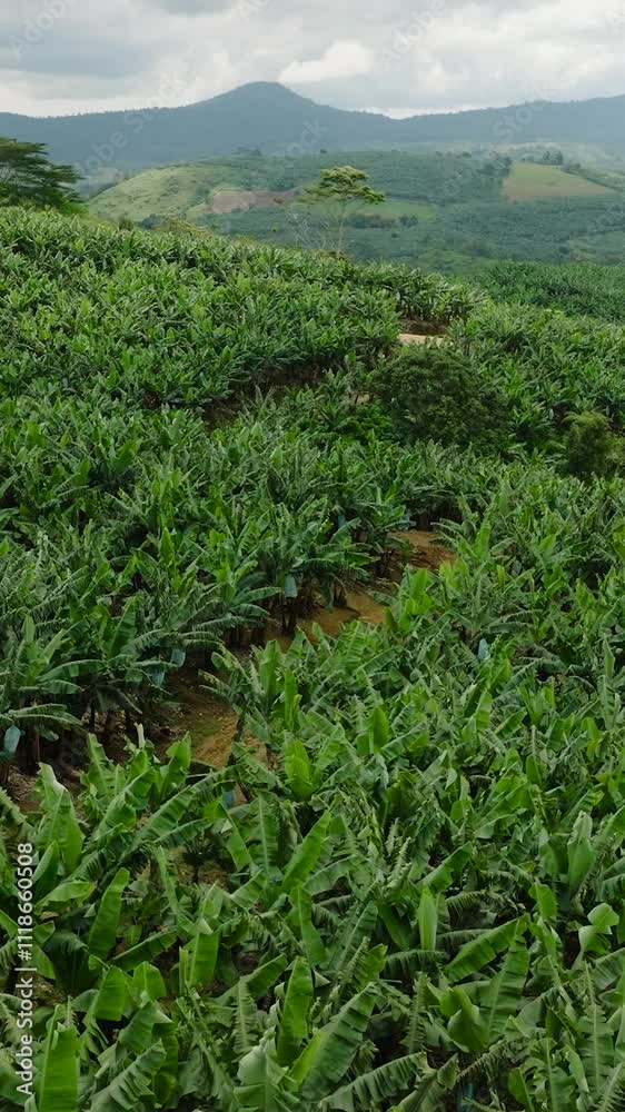Farm fields of banana plantations in Bukidnon, Mindanao. Philippines ...