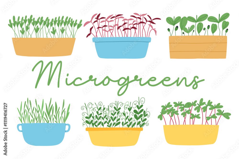 Hand drawn microgreens in pots. Vector illustration in flat style ...
