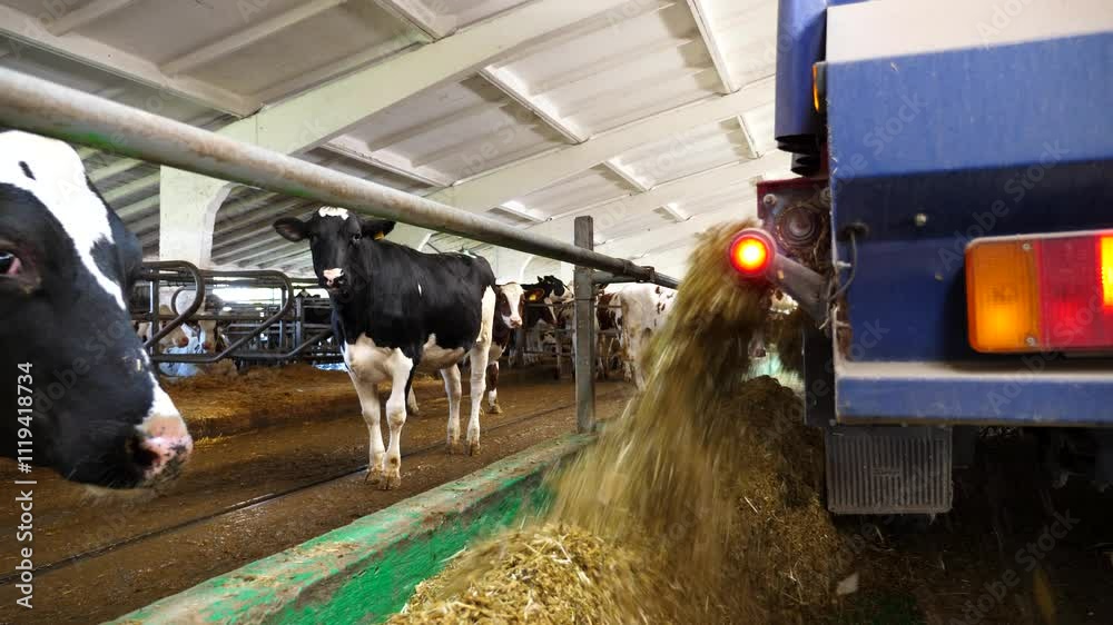 Tractor spreading silage to feeding herd of cows at milk factory ...